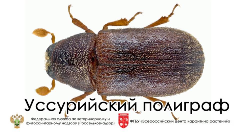 Уссурийский полиграф (Polygraphus proximus) - новый инвазивный вредитель пихтовых деревьев.