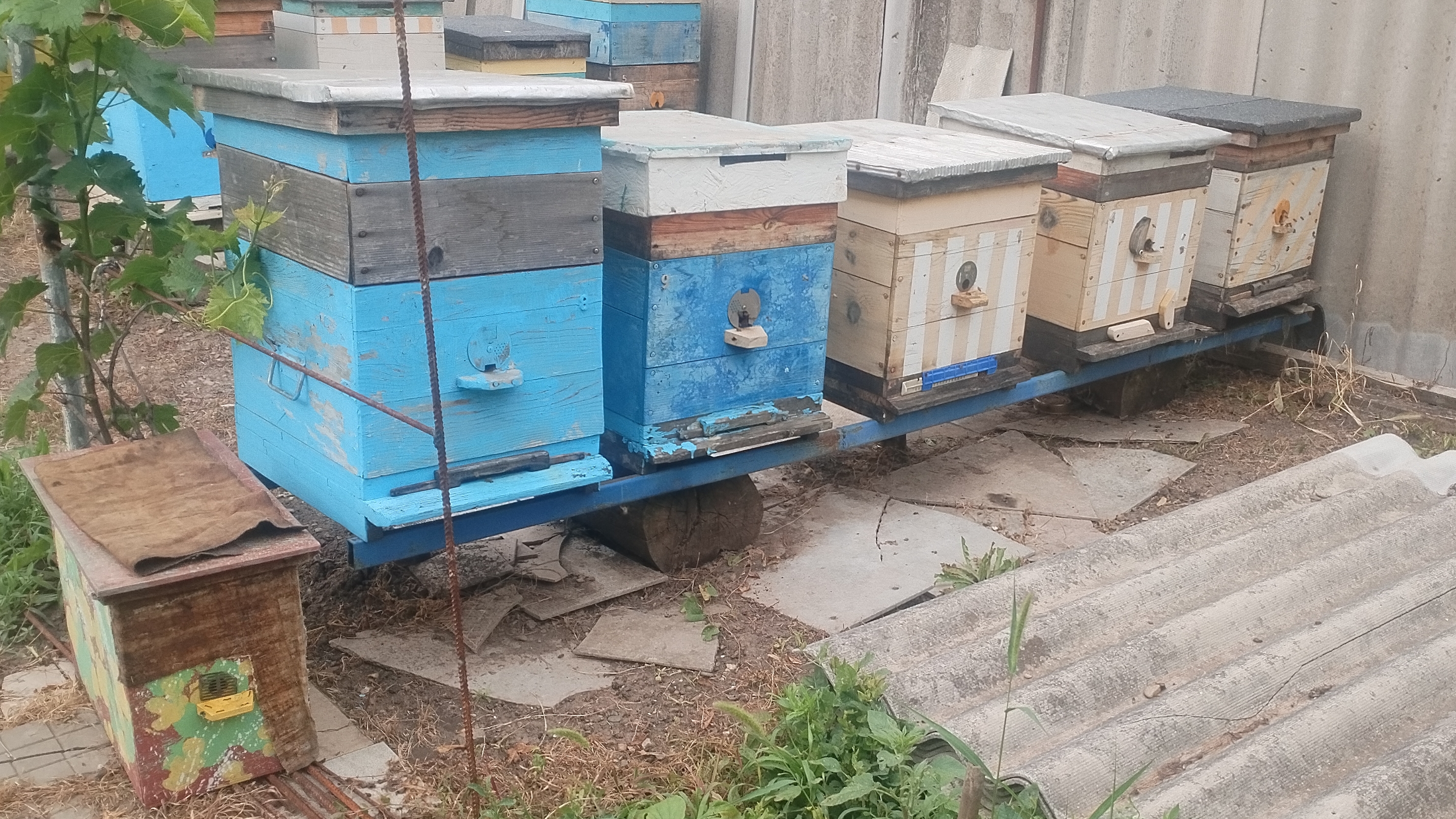 Второй раз поймал рой на этом месте.