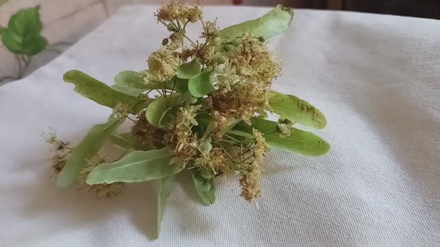 Как собирать, хранить, приготовить полезный липовый чай.Чай из липы для здоровья в домашних условиях