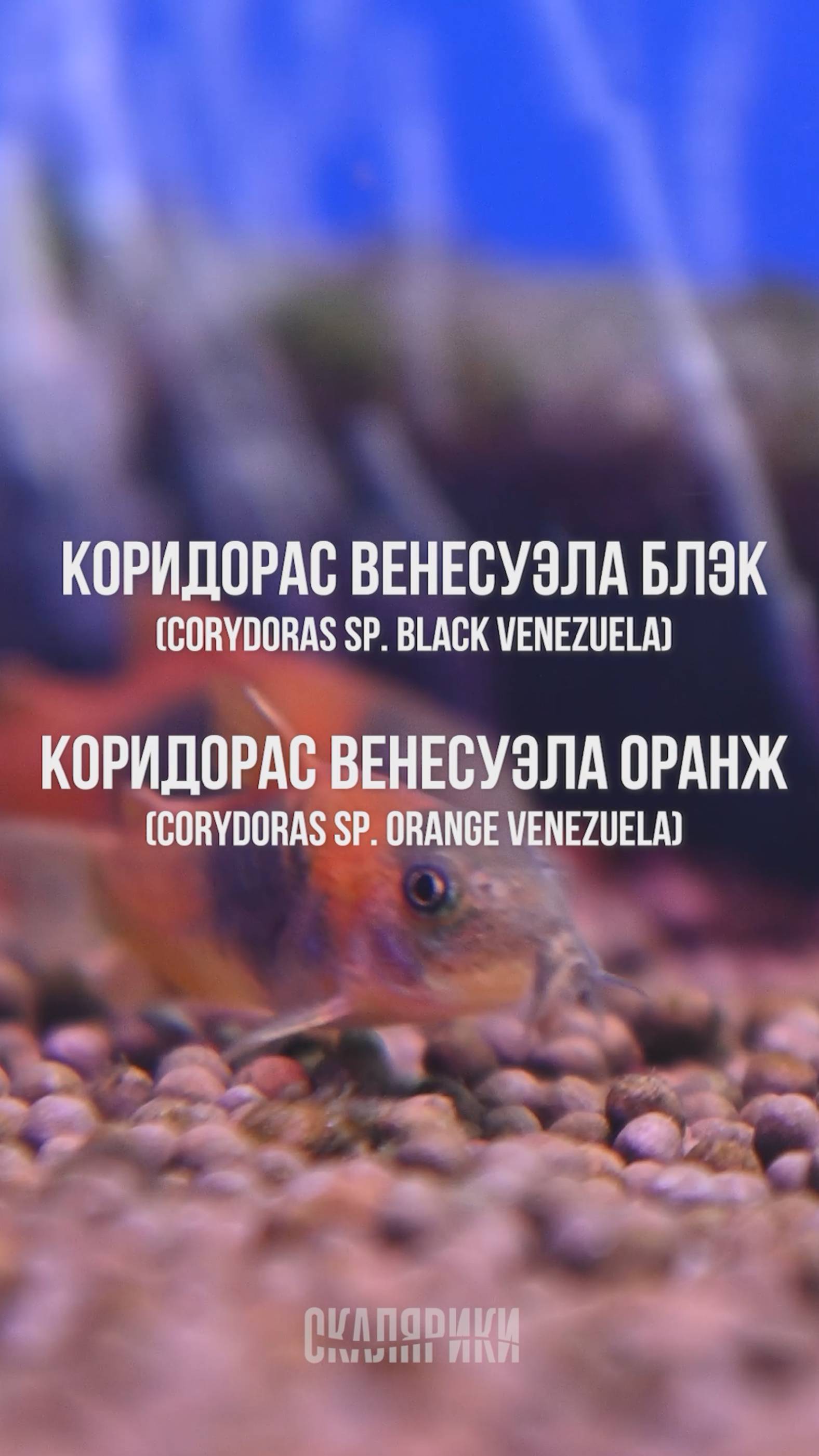 Коридорасы Венесуэла Блэк и Оранж