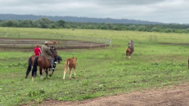 Дневник конных сборов от 19 июня 2025 года