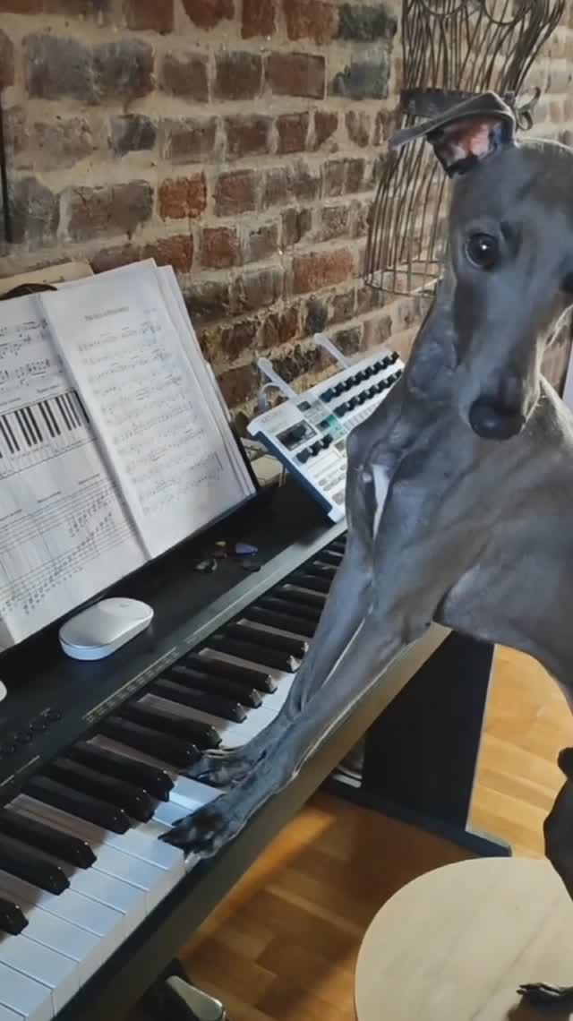 Когда хочешь оригинально поздравить с Днем рождения свою хозяйку.