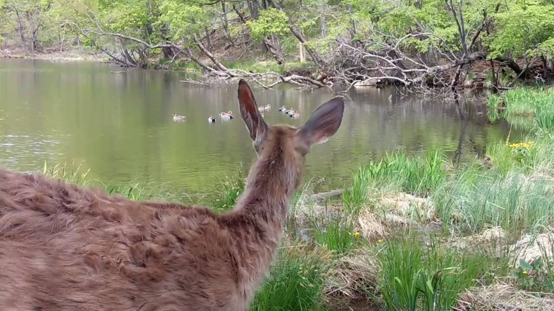 Пятнистый олень и свиязи на воде