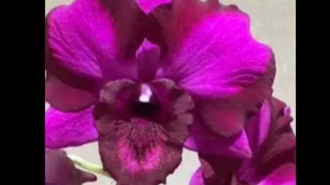 П-9. Ч-4. Обзор дендробиума Dragon Red через 77 дней после получения и пересадки