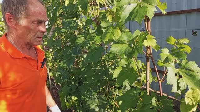 Недогруз виноградного куста -сложности и хлопоты