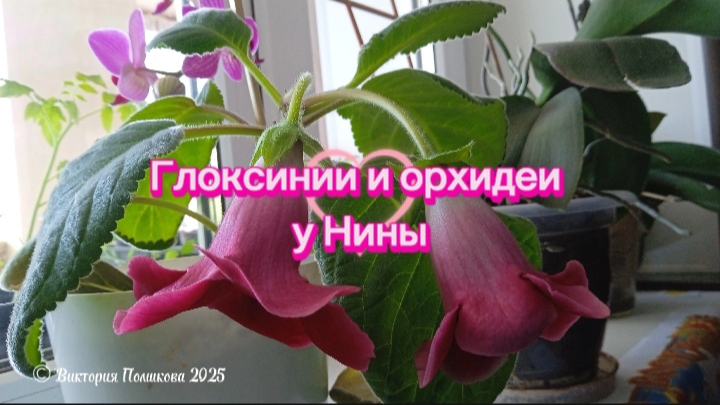 Глоксинии и орхидеи у Нины