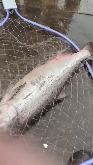 Алексею спасибо за отчёт😎👍