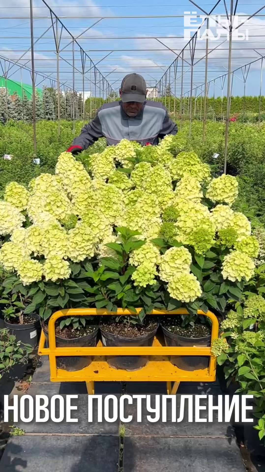 Гортензия метельчатая `Геркулес`, Hydrangea paniculata `Hercules`® Поступление в продажу!