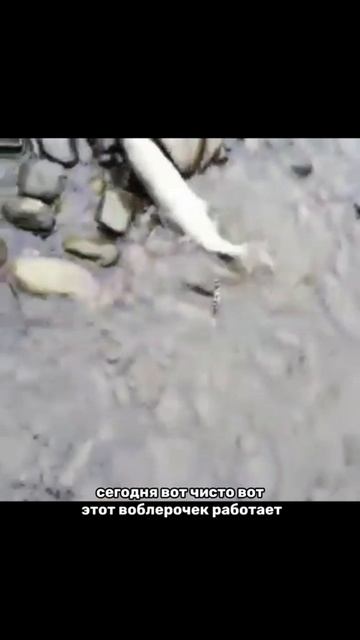 Палочка-выручалочка по симе и горбуше 🎣