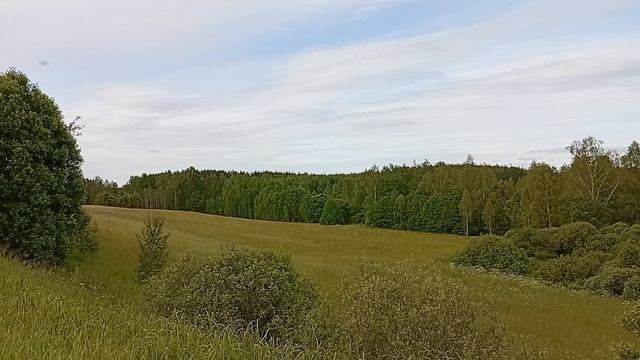 Поле, русское поле 🌼