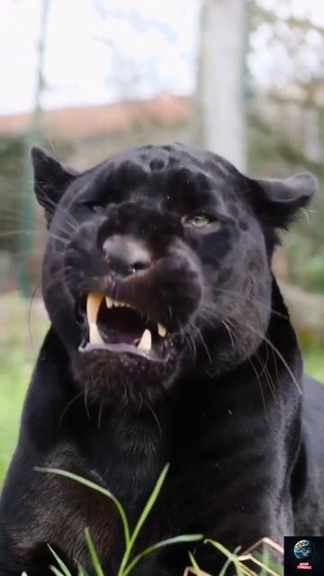 Чёрные пантеры обладают уникальной способностью изменять свой запах