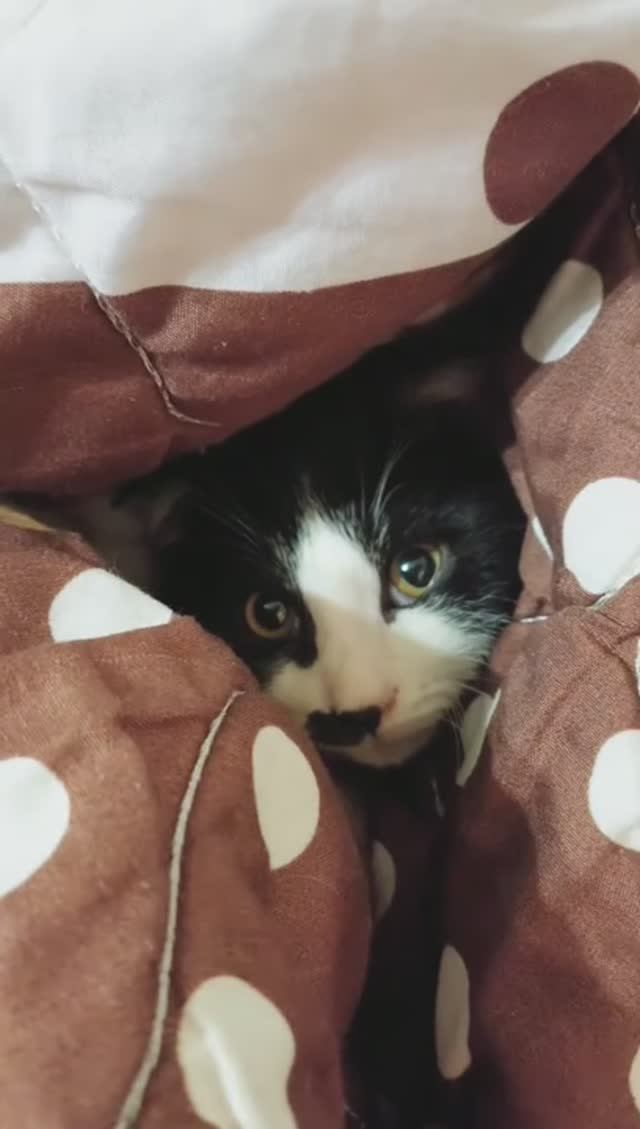 Котёнок спрятался, милое видео