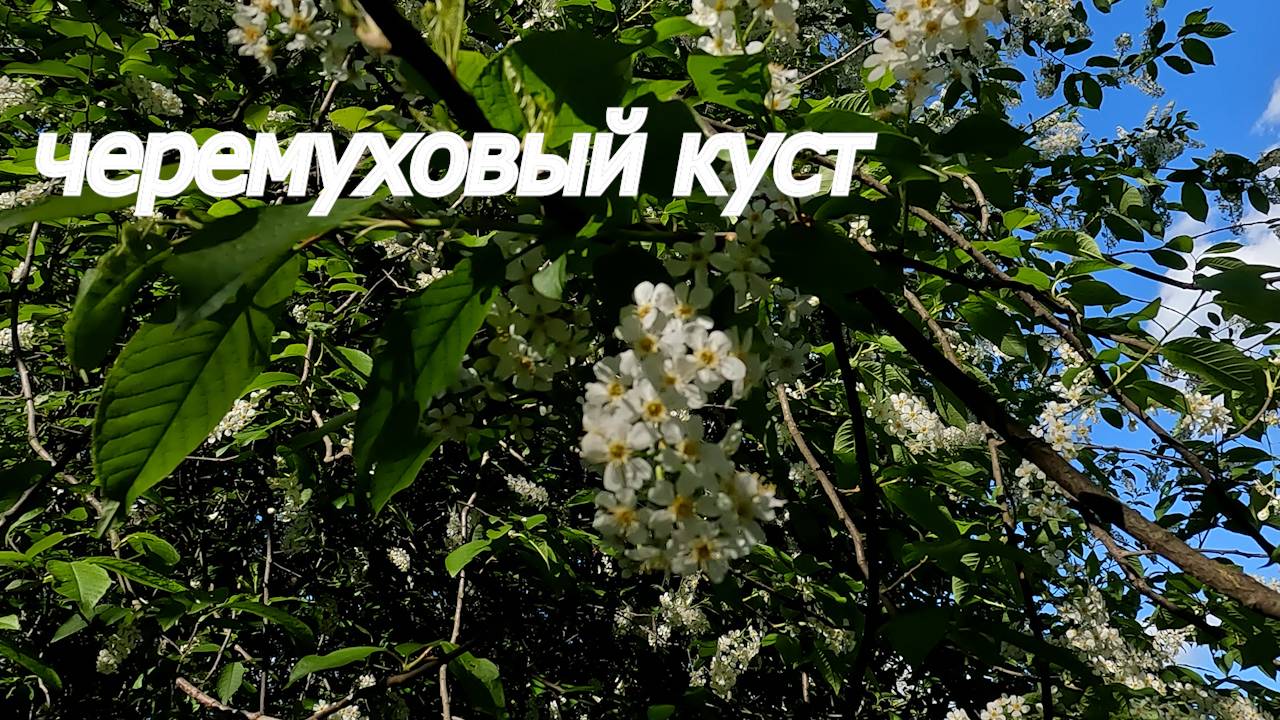 Черемуховый куст