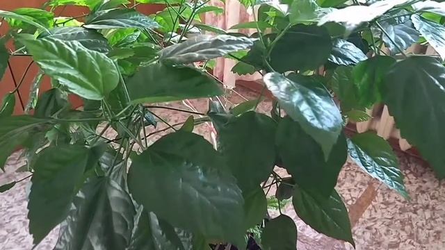 Китайская роза - обрезка, почва, пересадка.