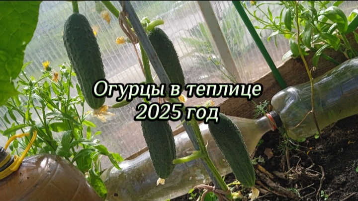 Огурцы в парнике в теплице 2025
