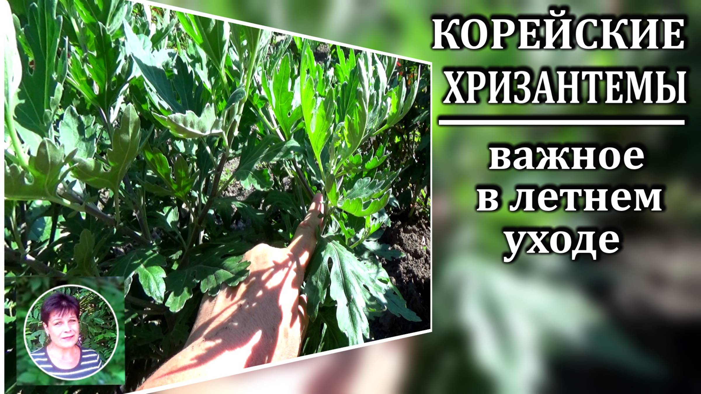 Мои корейские хризантемы не распадаются и обильно цветут. Что я для этого делаю еще летом