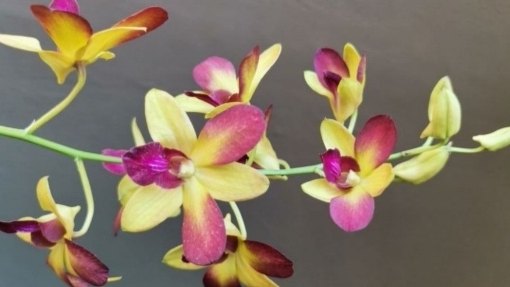 П-8.Ч-7. Дендробиум через 76 дней после получения и пересадки. Посылка 8. Часть 7.