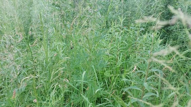 Релаксация на рыбалке