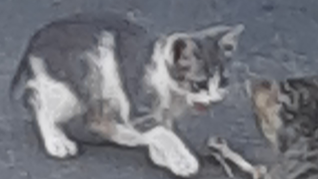 Блошкины 4 серия -Лизка-попугай- RYTP | ПУП РИТП