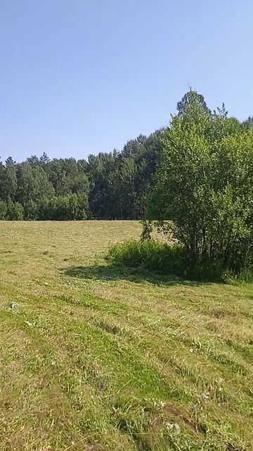 Начал косить покосы . 5 июля 2025.