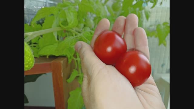 Мой огород на подоконнике 5 июля.mp4