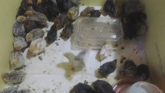 Перепелятам 10 дней