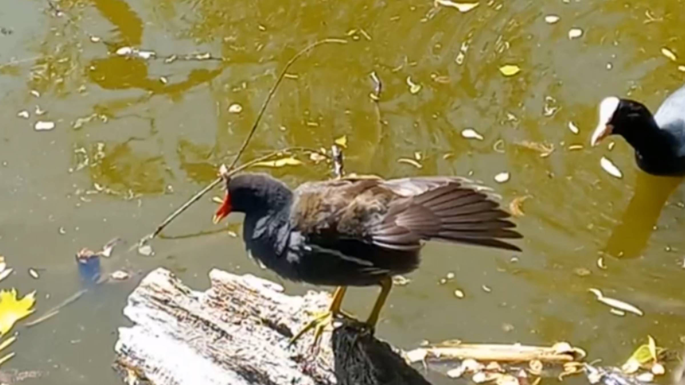 Водяная курочка (камышница) в дикой природе чистит перья) Близкая съемка #STR