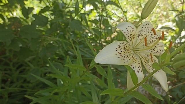 Городской цветник 5 июля 2025. Мальвы, синеголовник, дюшенея, новые бутоны на розовой робинии
