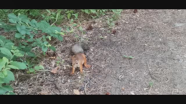 милые белочки в экопарке Затюменский