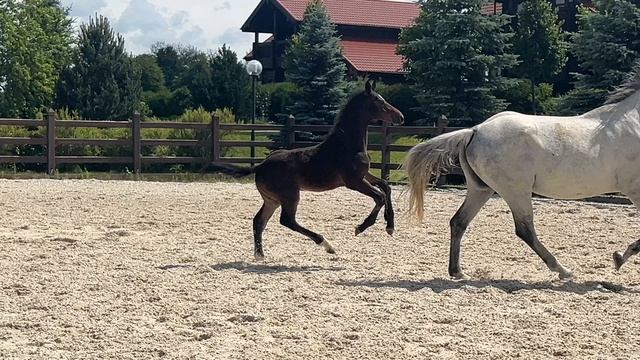 Vittorio de Temple - 25