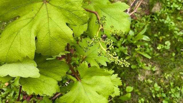 Виноград 05-07-2025