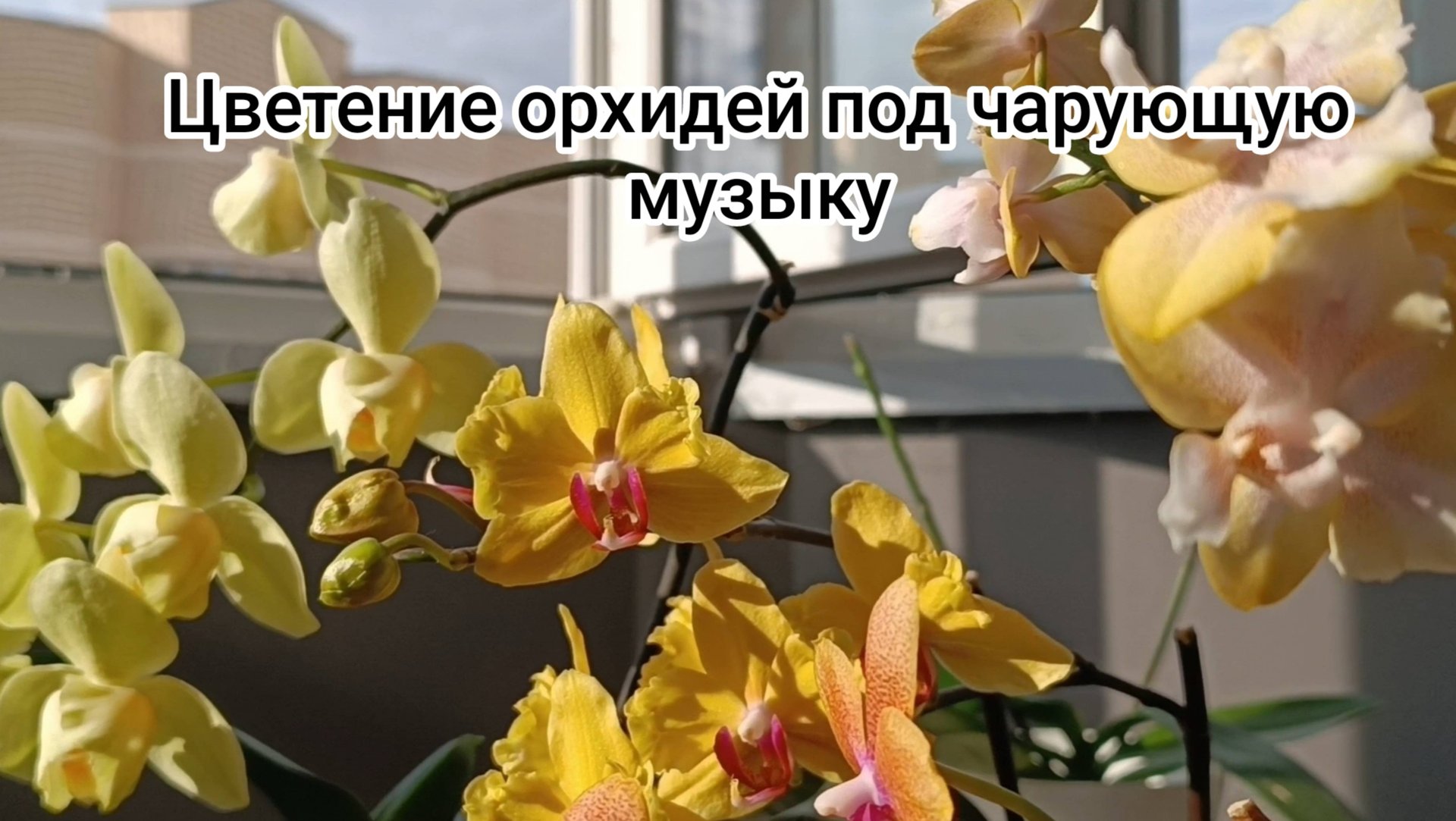 На это можно смотреть вечно!!! НОВЫЕ РОСПУСКИ🌸 #орхидеи