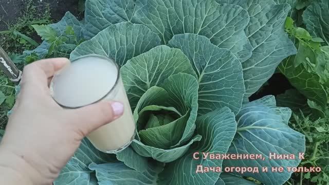 1 СТАКАН НА 5 КОЧАНОВ КАПУСТЫ!Даже хилая капуста быстро завязывается в Вилок! Органическая подкормка