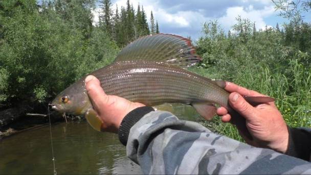 Жизнь ОТШЕЛЬНИКА в ДЕВСТВЕННОЙ ТАЙГЕ 2023 Даугли 3 Рыбалка Охота Поход Медведь Один в Лесу у реки