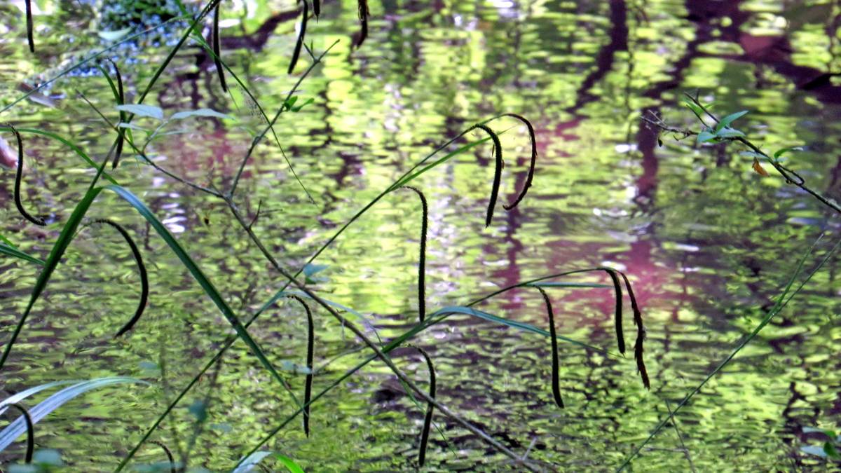 Речушка, вытекающая из термального источника. Щебетовка.