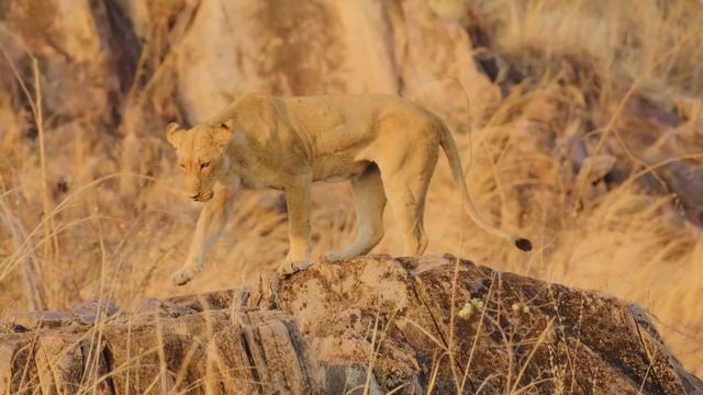 Дикая Ботсвана.часть 4-