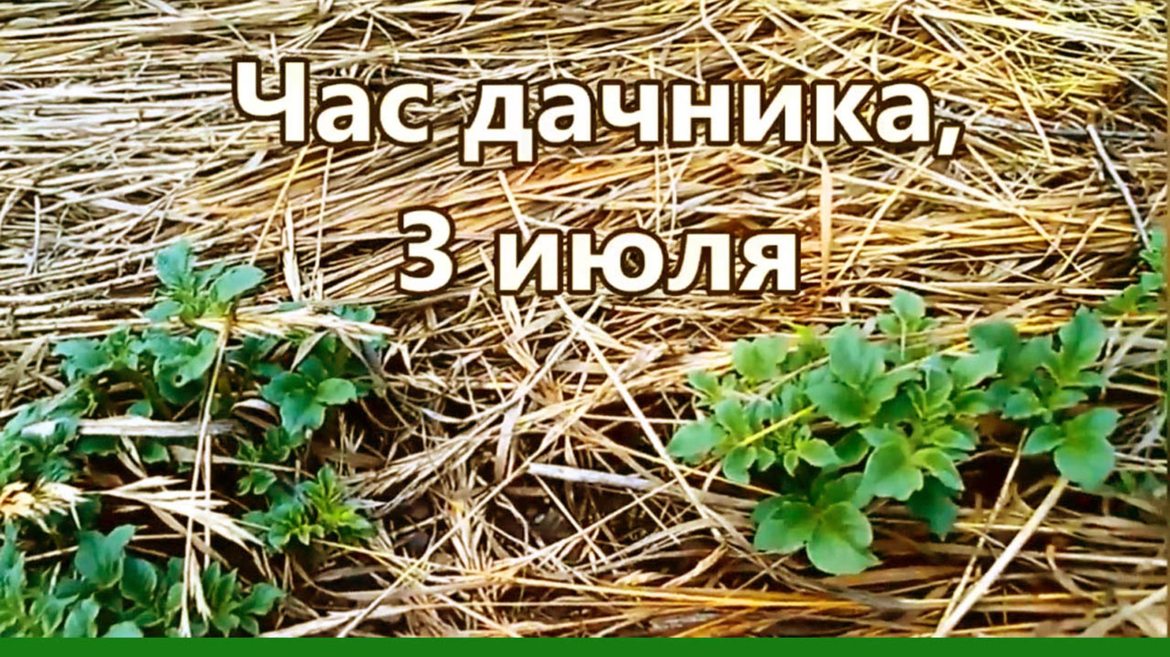 Час дачника, 3 июля