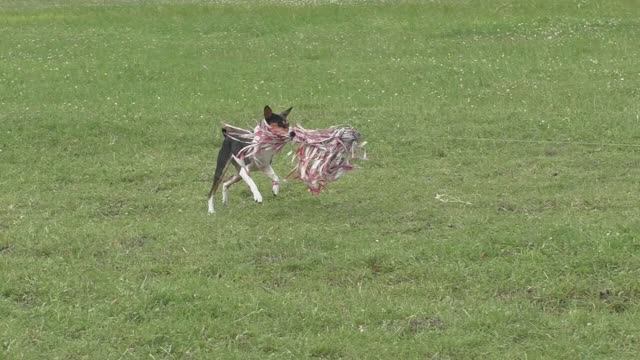 Басенджи Элуна. Тренировка по курсингу. Потерянный заяц. 05.07.2025
