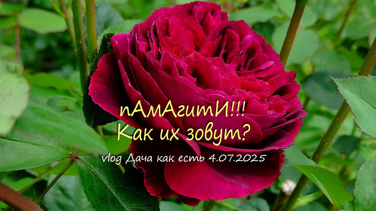 Прошу помощи – как зовут эти розы?  Садовые будни / vlog дача как есть 4.07.2025