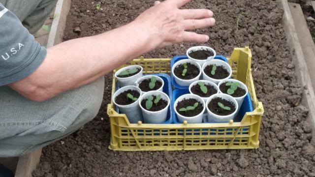 Почему я выращиваю огурцы в 2 очереди.