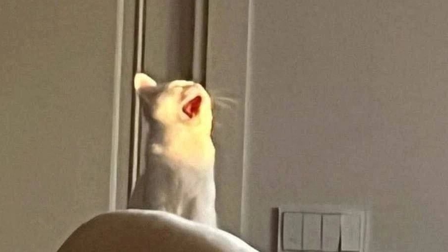 Смекубики| Пуп RYTP| Б*я, 1 серия