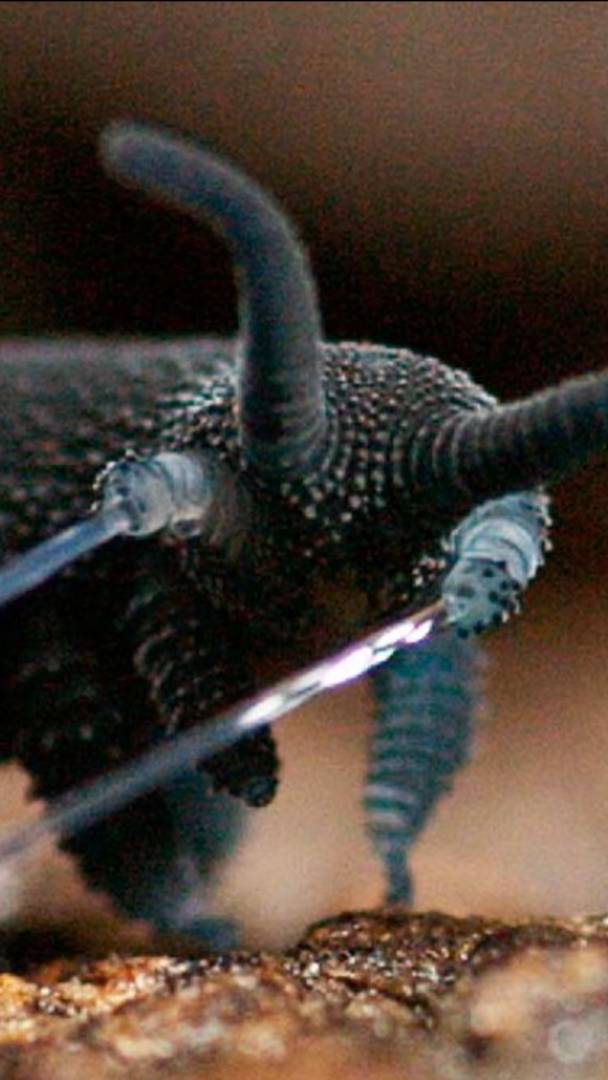 Червь-охотник: ловит жертв как Человек-Паук!