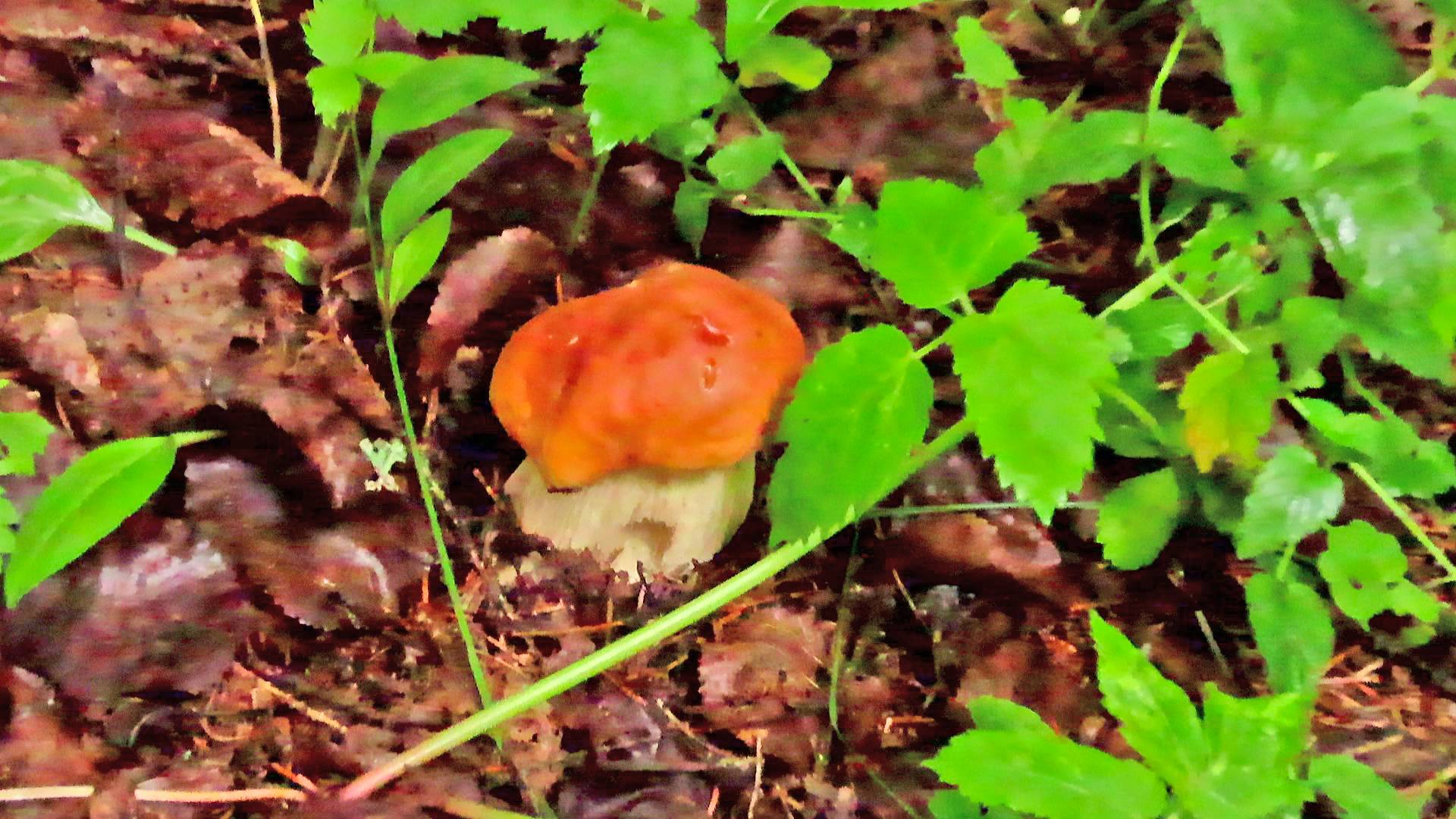 Первое июля.Тихая охота.