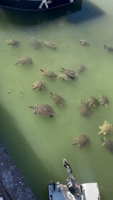 Черепахи в Турции.