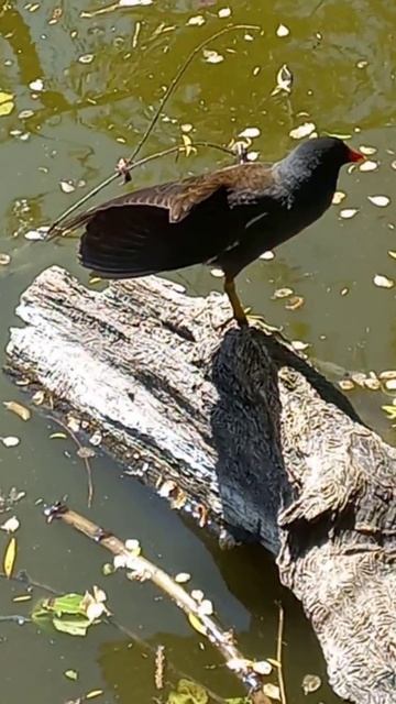 Водяная курочка (камышница) в дикой природе чистит перья) Близкая съемка #STR