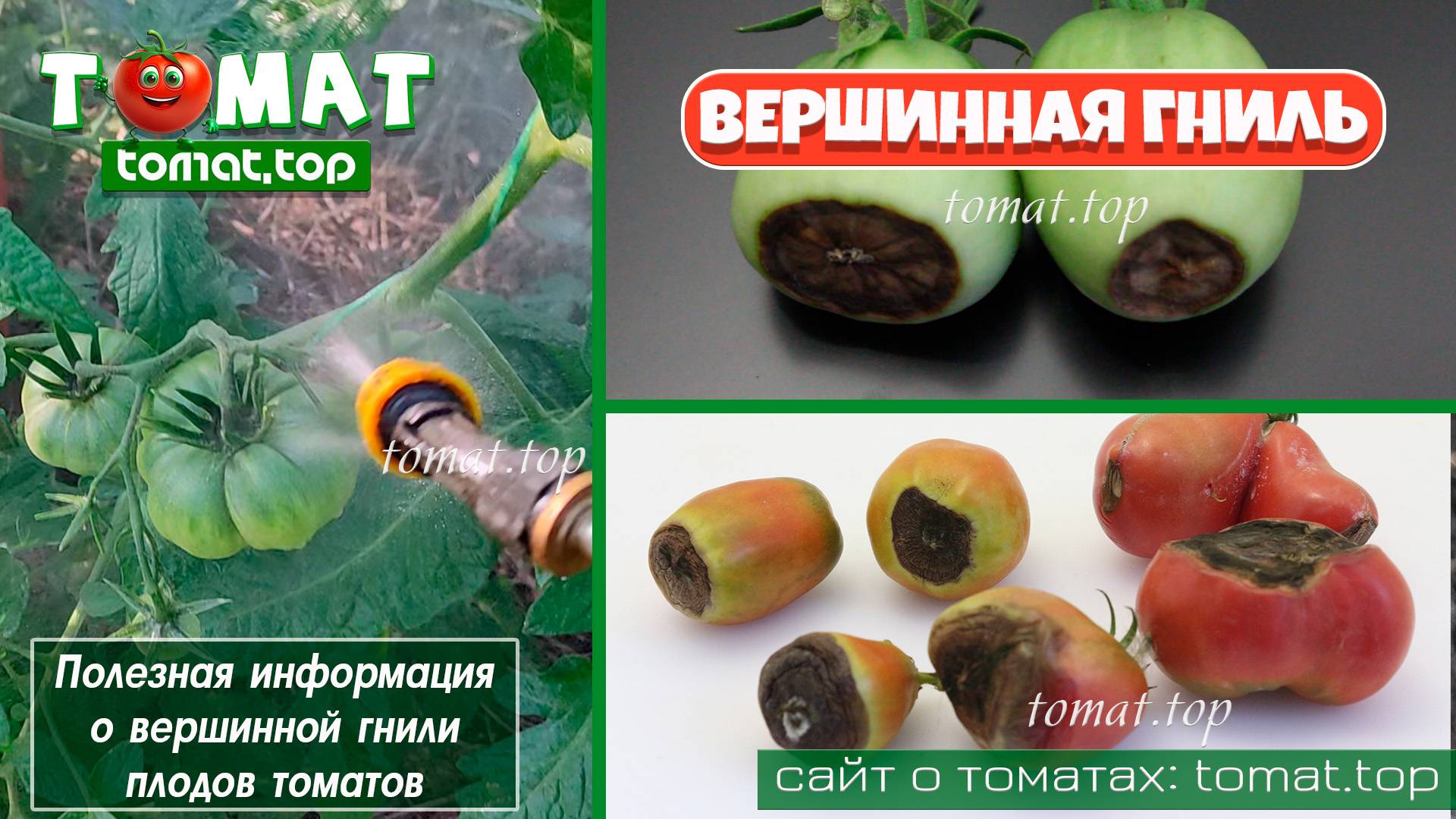 Вершинная гниль. Полезная информация о вершинной гнили плодов томатов