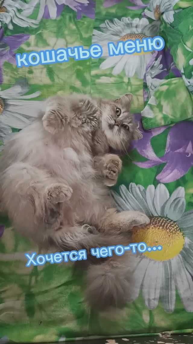 Кошка- гурман