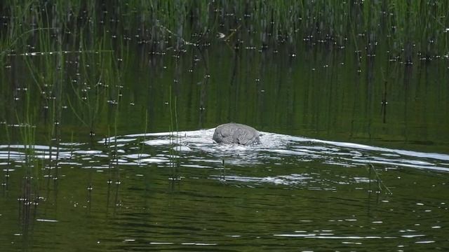 рыбалка баклана