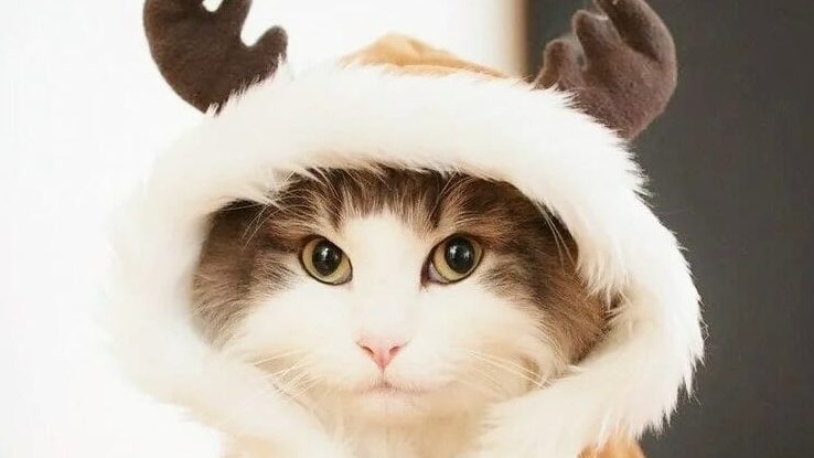 Блошкины 2 серия -Надо подкачаться- RYTP| ПУП РИТП