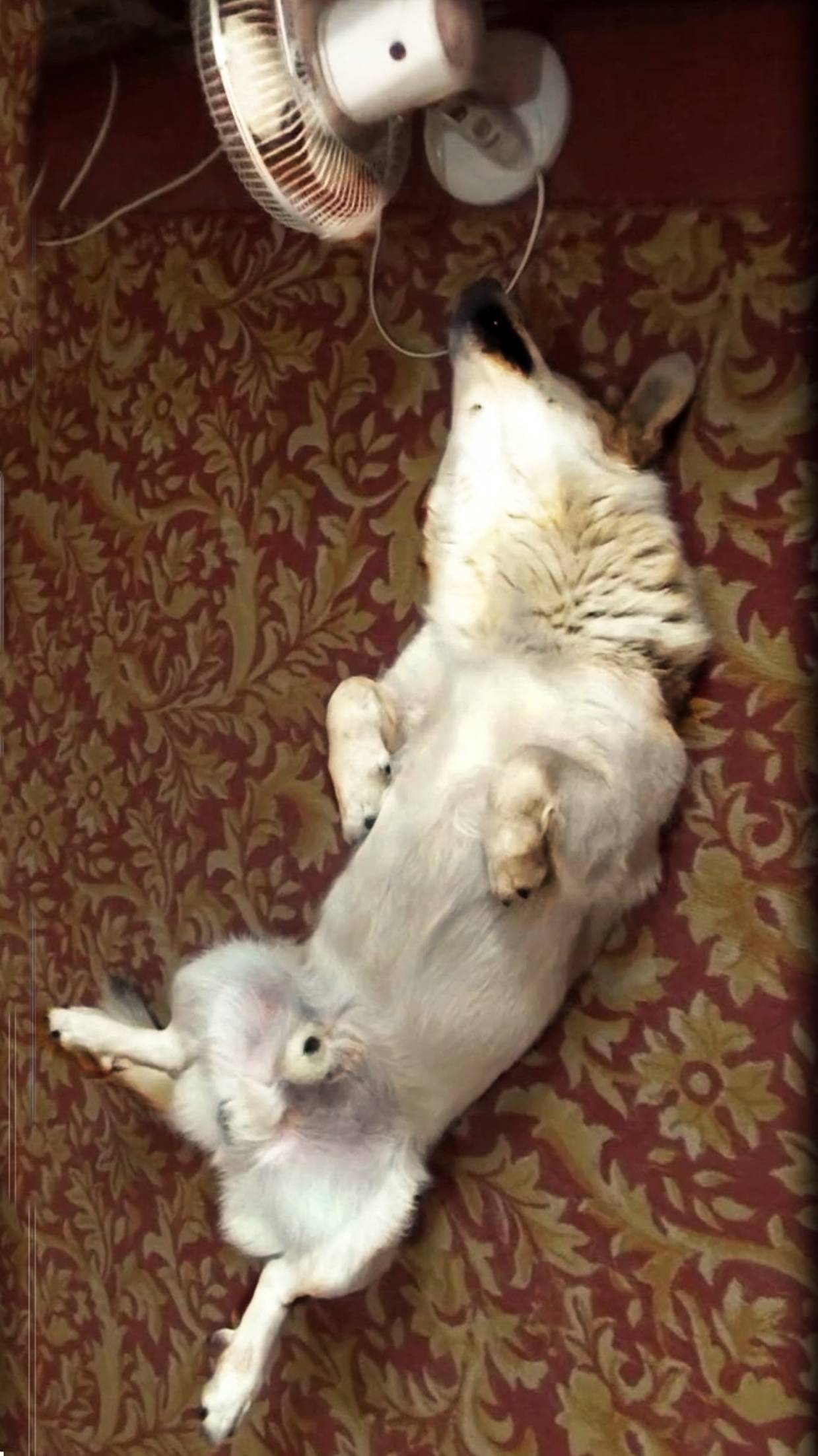 Собака друг семьи.